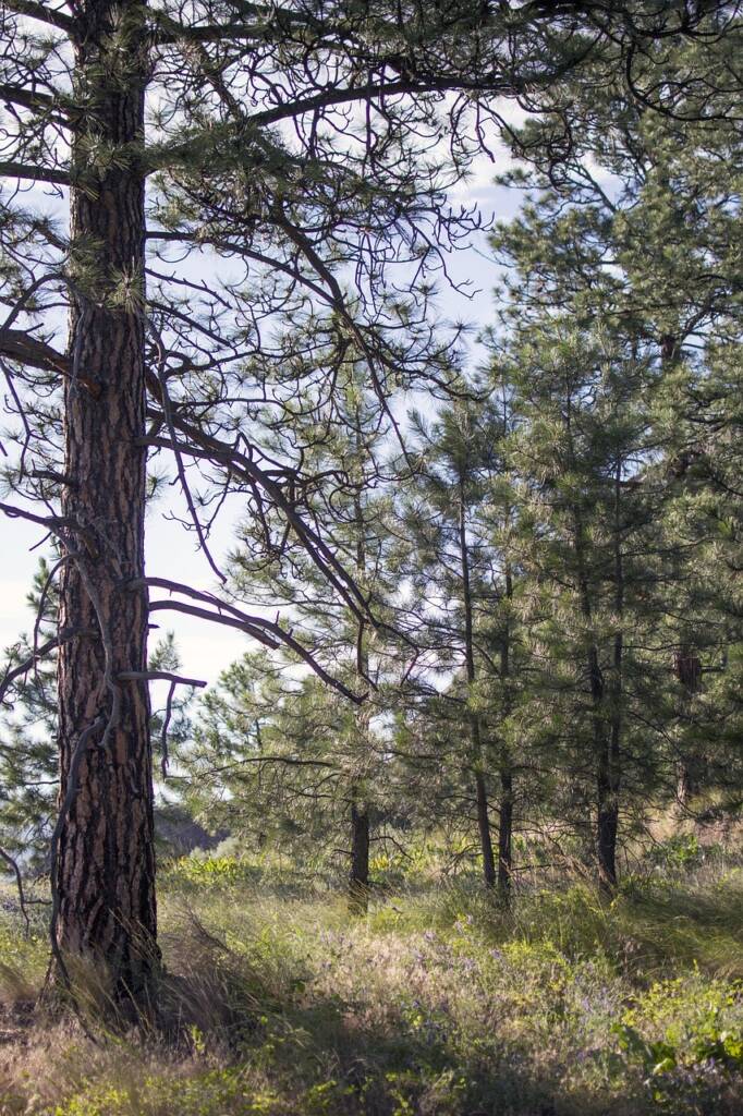 Are You Missing Out on CRS Points? Overlooked Factors That Could Be ...